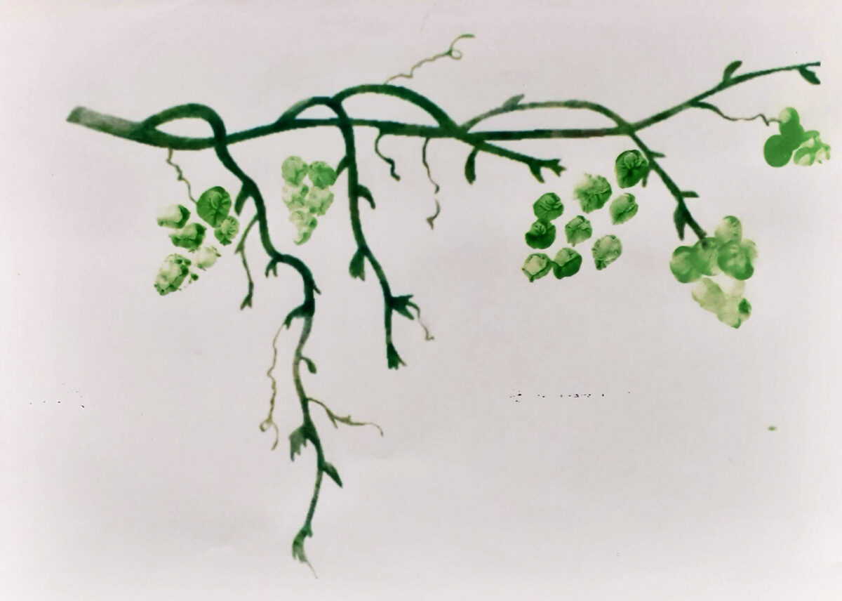 One Vine – Spiritual Development in Schools