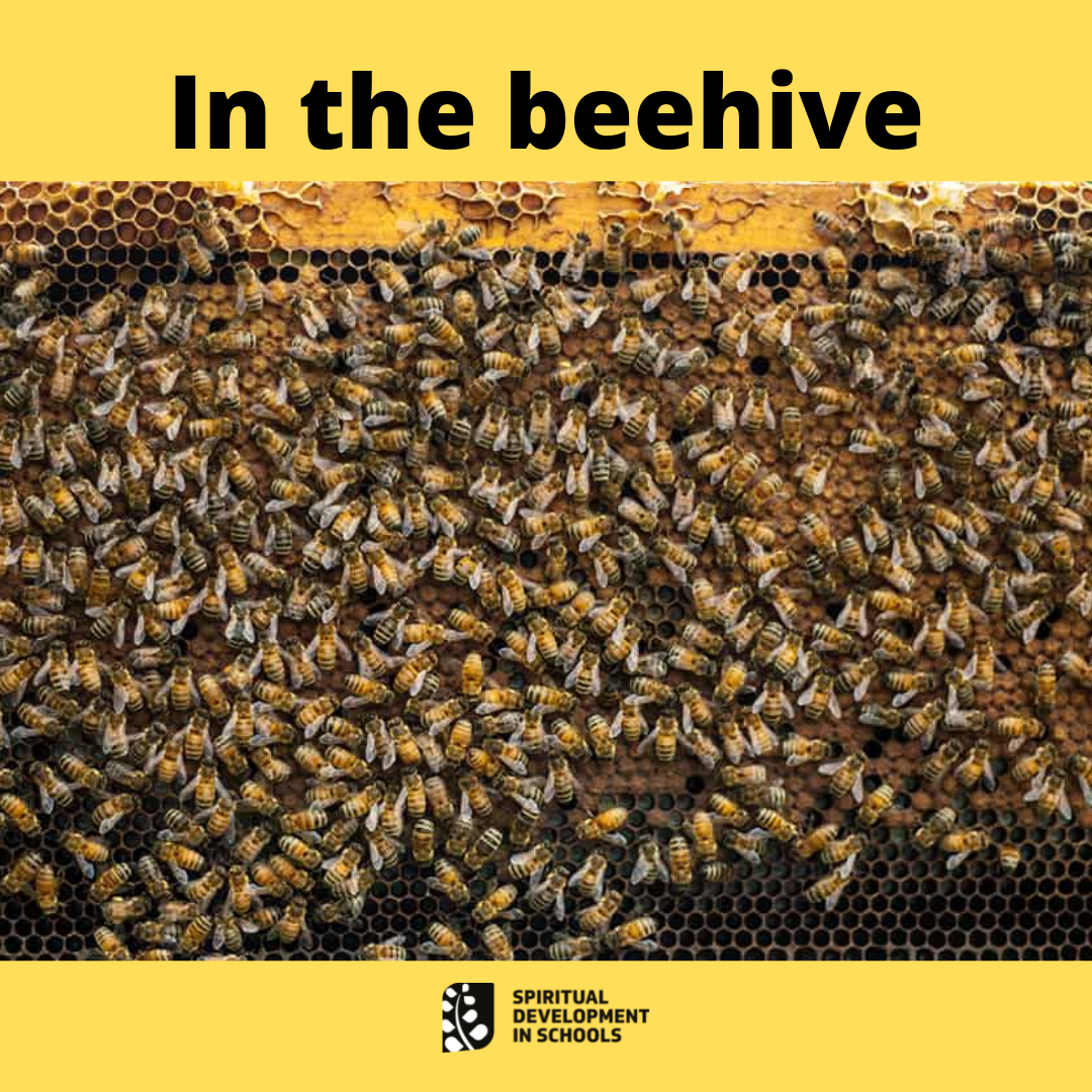 In the Beehive – Spiritual Development in Schools
